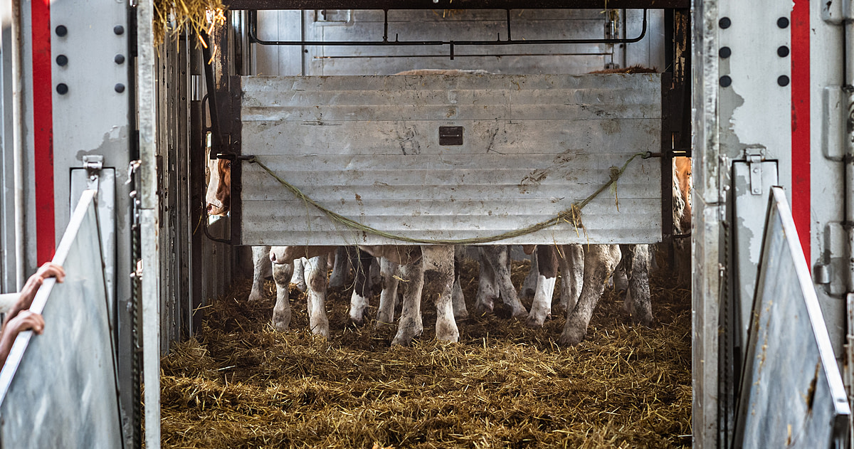 New Data Reveals EU’s Role in Global Animal Transport Trade