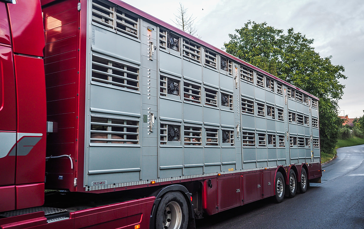 New Data Reveals EU’s Role in Global Animal Transport Trade
