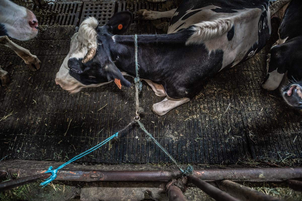 An Untold Story of Dairy Production - We Animals