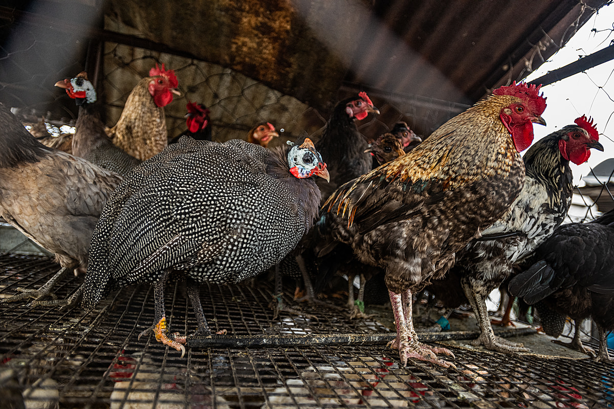 The Rise of Industrial Animal Farming in Africa - We Animals