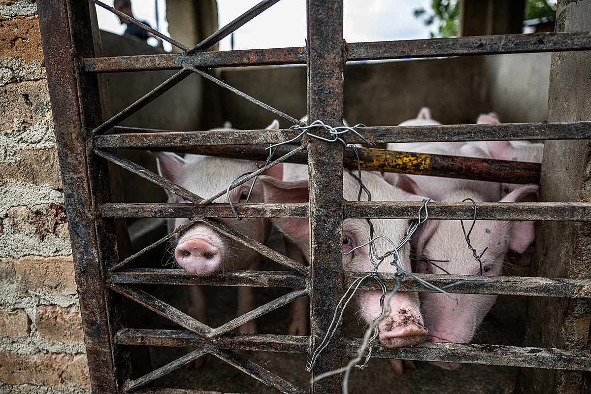 The Rise of Industrial Animal Farming in Africa - We Animals