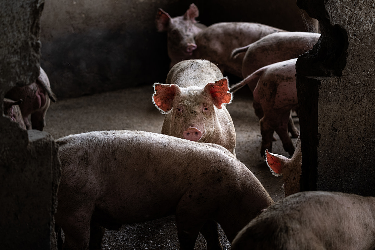 The Rise of Industrial Animal Farming in Africa - We Animals