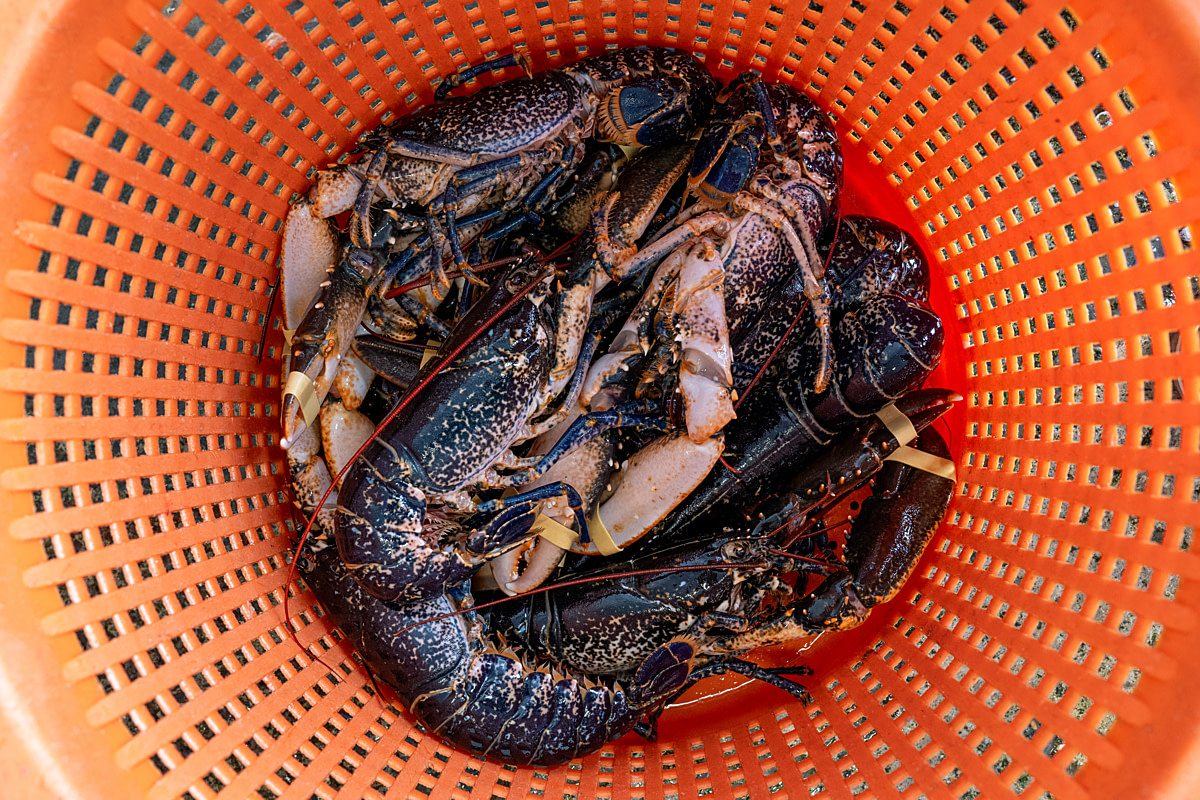 The Lobster Capital of Europe—and What That Really Means - We Animals