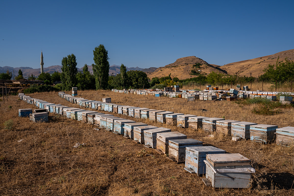 Beekeeping and Honey Production in Türkiye - We Animals