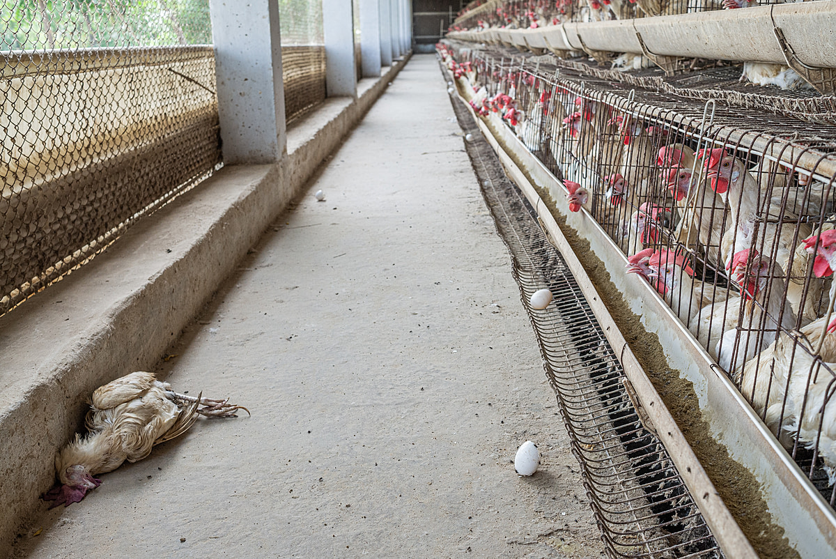 Death by Heat Exhaustion: Inside India’s Poultry Farms - We Animals