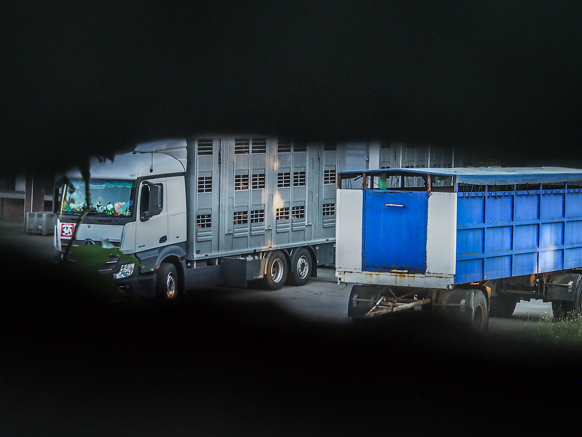 New Data Reveals EU’s Role in Global Animal Transport Trade