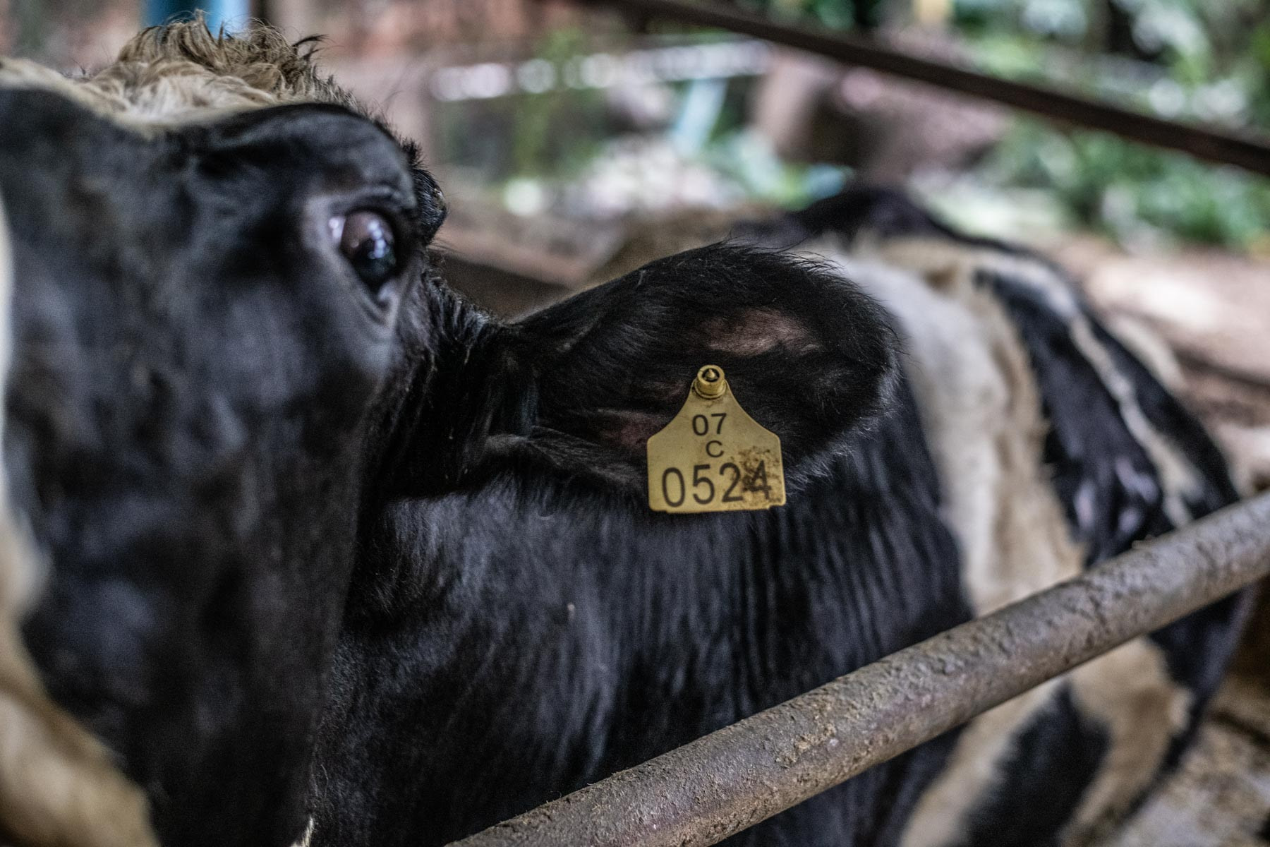 An Untold Story of Dairy Production - We Animals