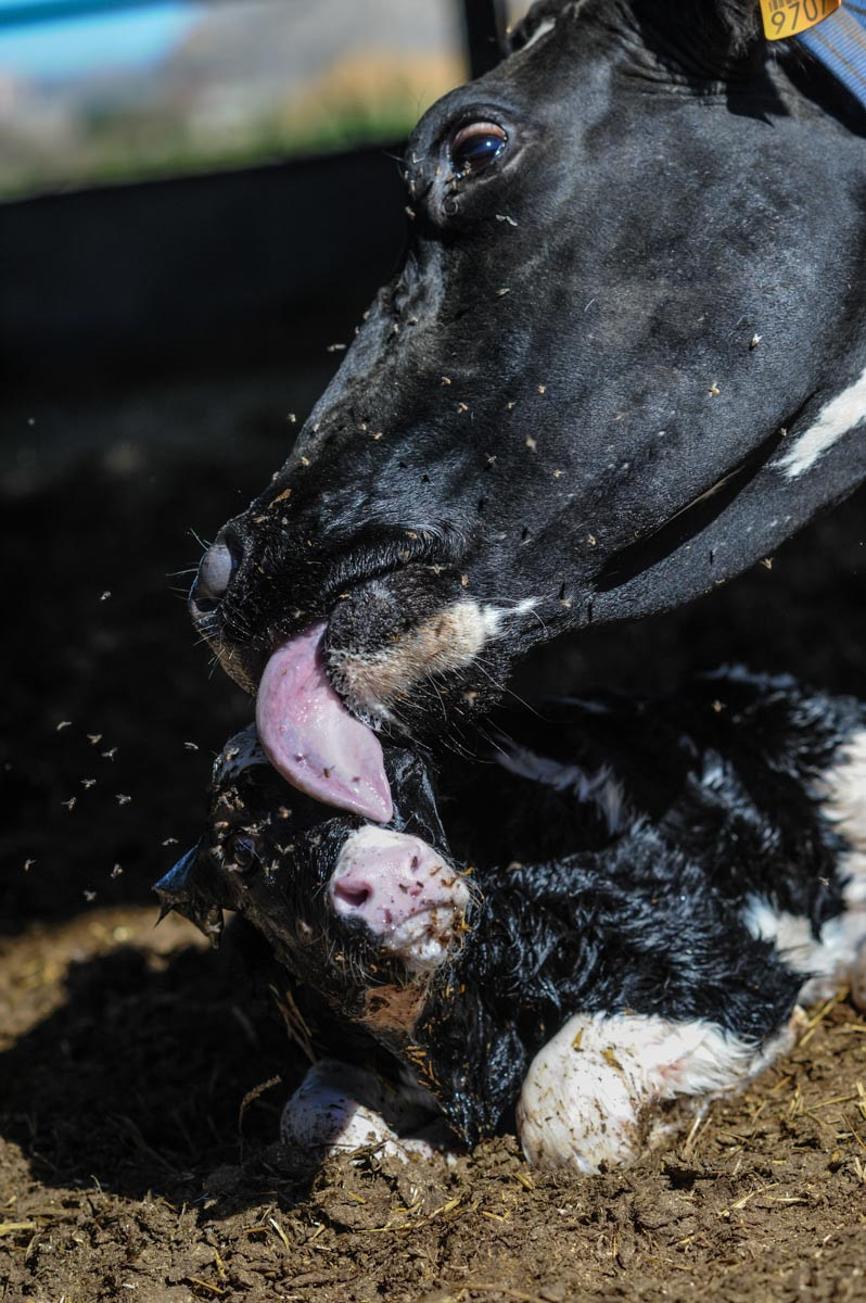 An Untold Story of Dairy Production - We Animals