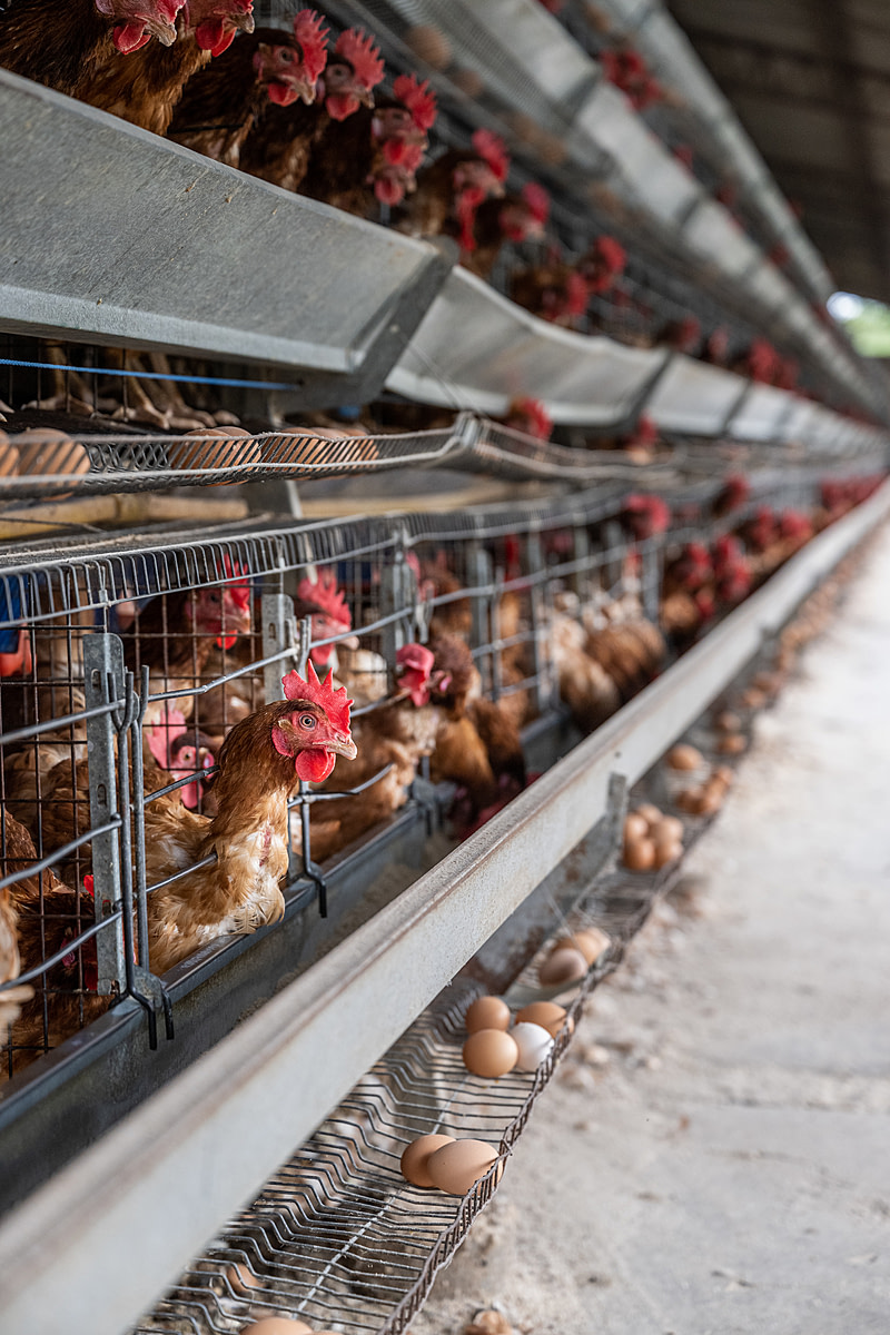The Rise of Industrial Animal Farming in Africa - We Animals