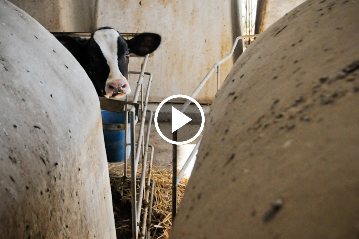 Family Dairy - We Animals