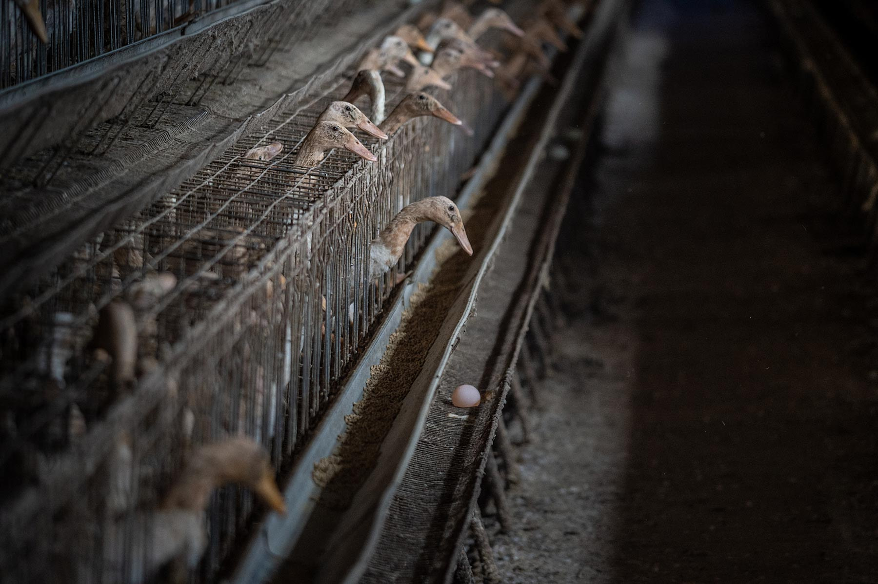 The rise of caged duck farming in Taiwan - We Animals