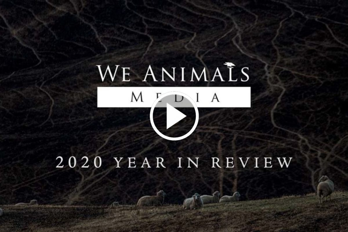2020: A Year In Review - We Animals