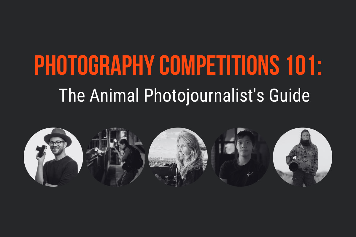 Photography Competitions 101: The Animal Photojournalist's Guide - We ...
