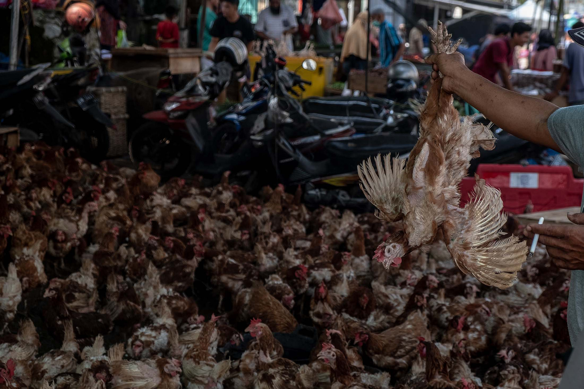 Assignment: Crowded Bird Markets During the Rise of Avian Flu - We Animals