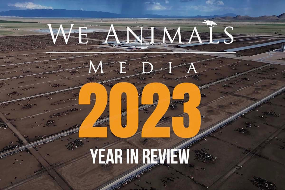 We Animals in 2023: A Year of Growth and Impact - We Animals