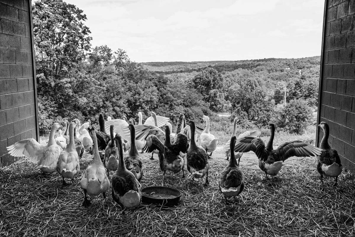 SUPPORT OUR WORK - We Animals