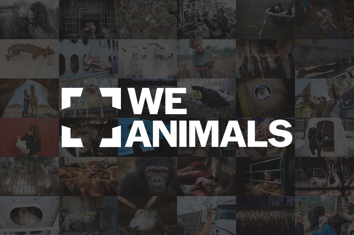 Introducing the We Animals Brand Evolution - We Animals