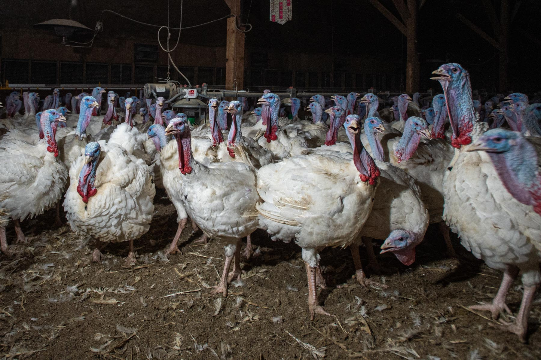 Inside the Industrial Turkey Machine - We Animals