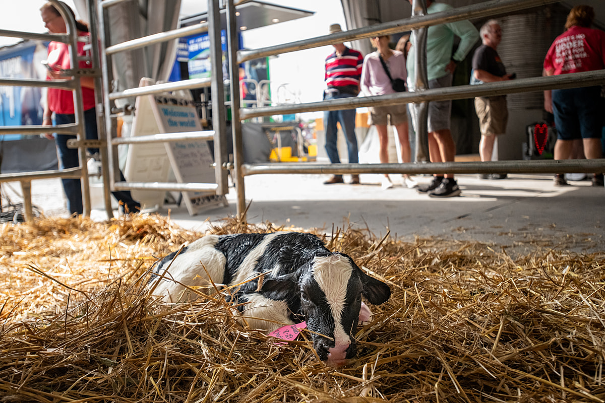 Putting Birth On Display at the New York State Fair - We Animals