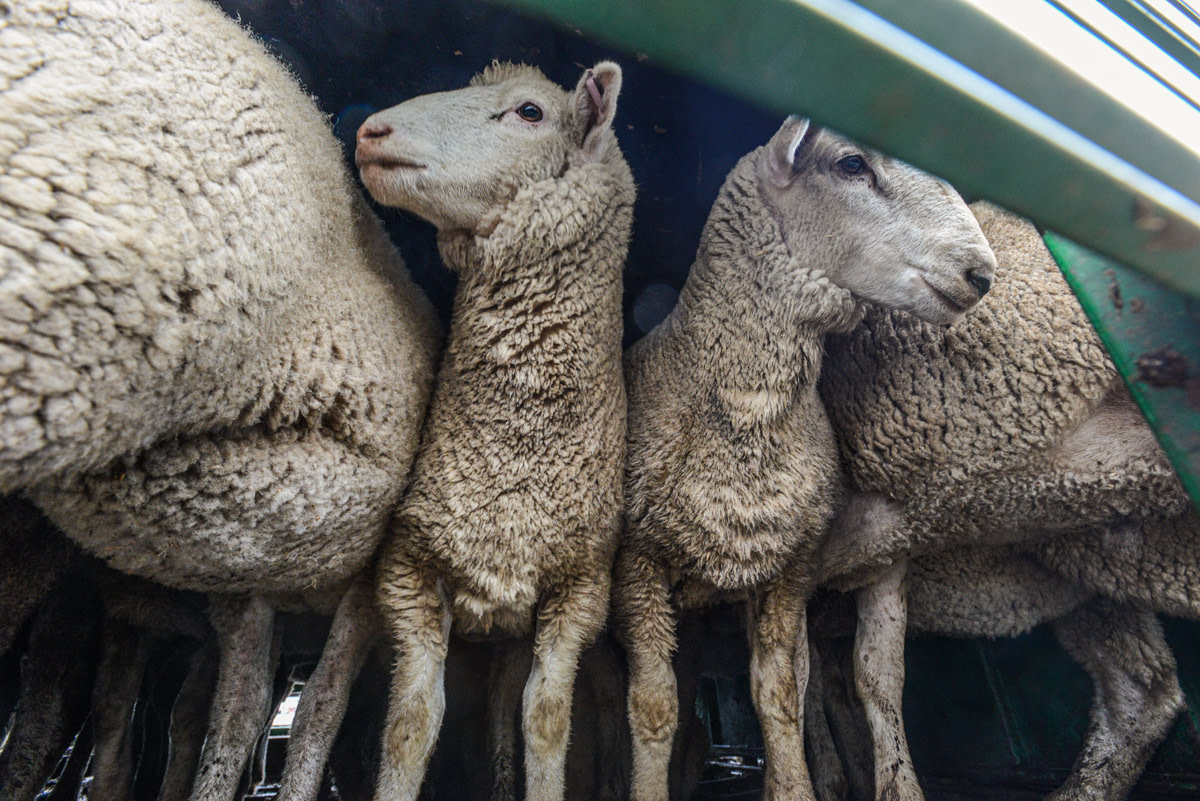 Live export: The Longest Journey - We Animals Media
