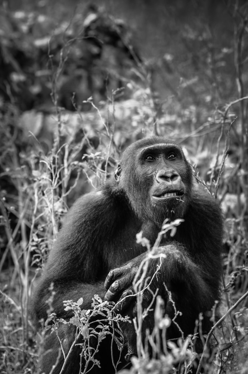 Bushmeat Gorilla