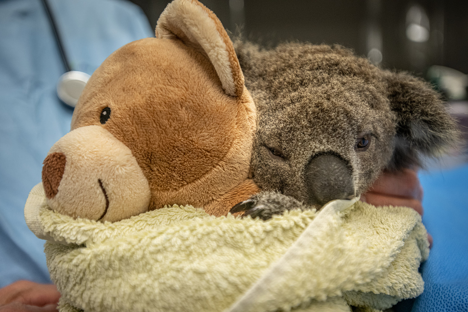 2 Koalas Hugging